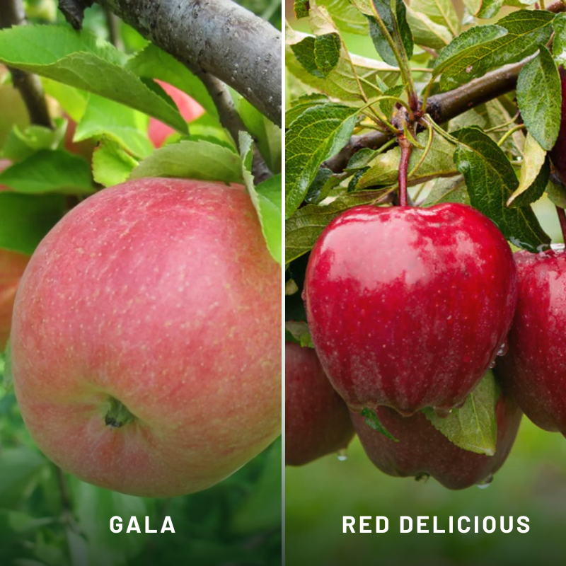 Apple 2-Way Gala/Red Delicious – The Heritage Nursery