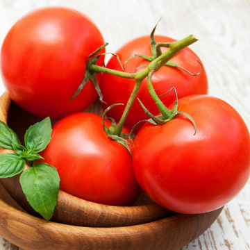 Tomato Apollo Improved – The Heritage Nursery