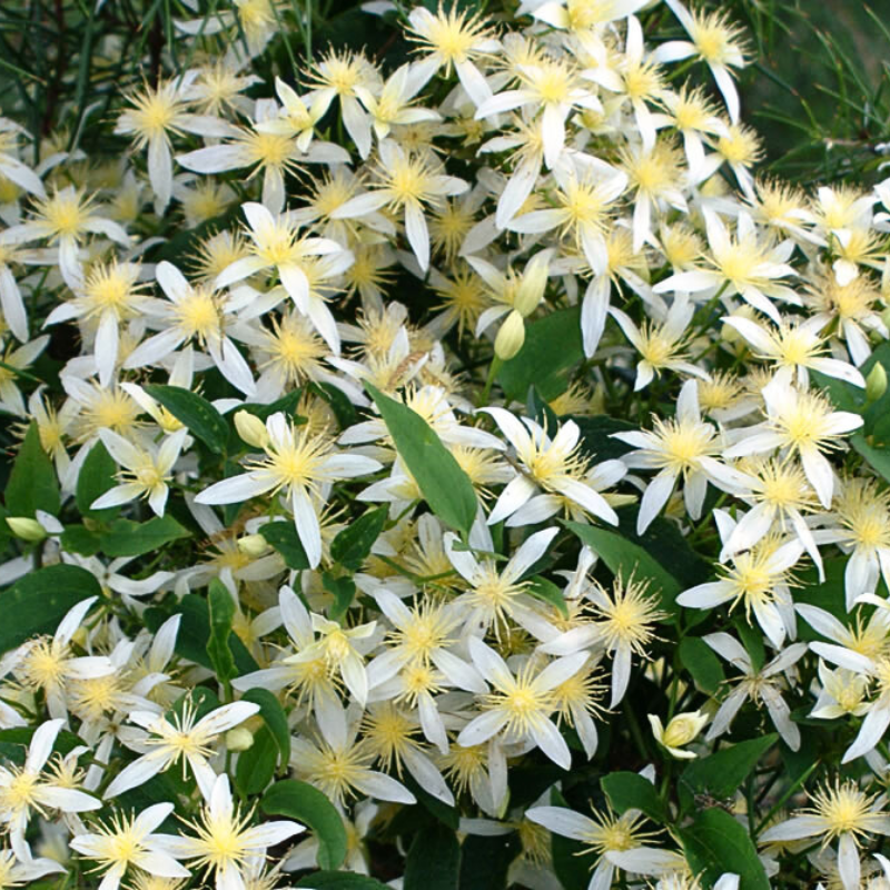 Clematis aristata – The Heritage Nursery