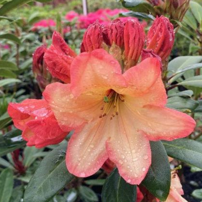 Rhododendron Australian Sunset – The Heritage Nursery