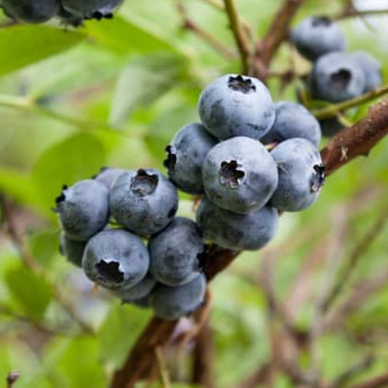 Blueberry – The Heritage Nursery
