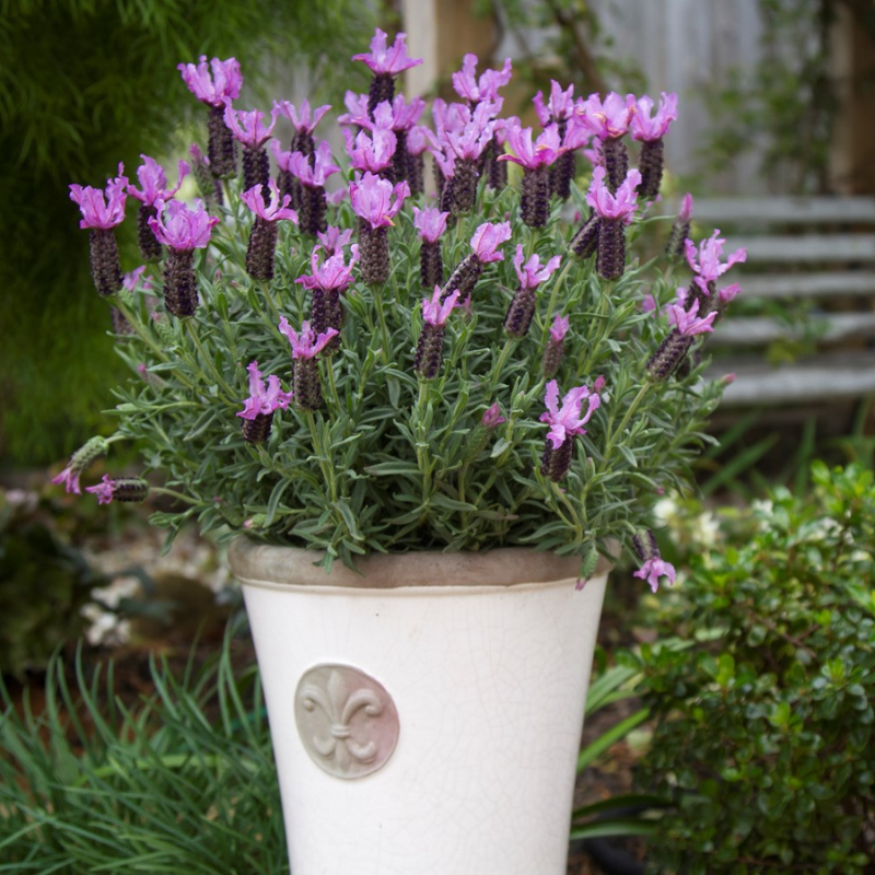 Lavender Blueberry Ruffles – The Heritage Nursery