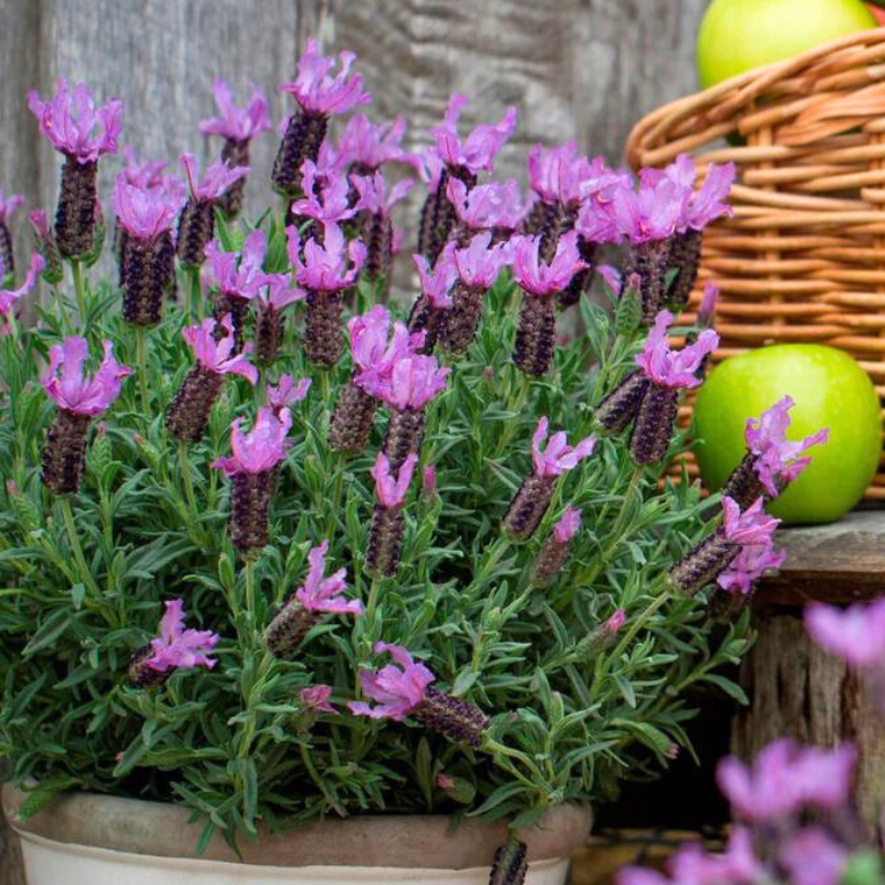 Lavender Blueberry Ruffles – The Heritage Nursery