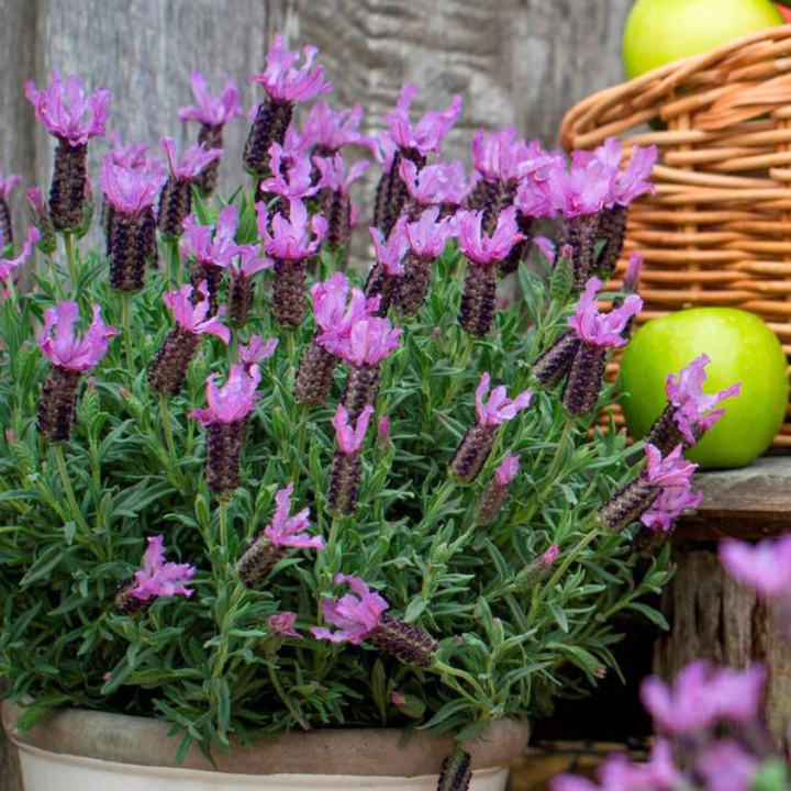 Lavender Blueberry Ruffles – The Heritage Nursery