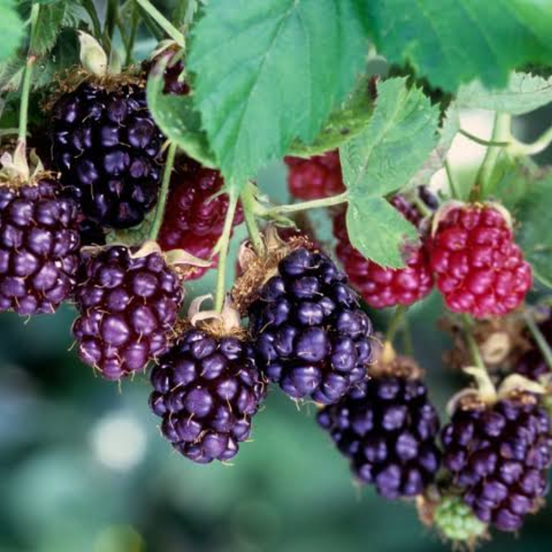 Boysenberry – The Heritage Nursery