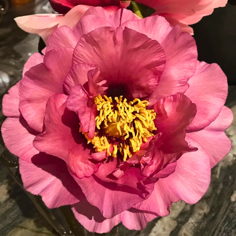 Peony Tree Bridesmaid The Heritage Nursery