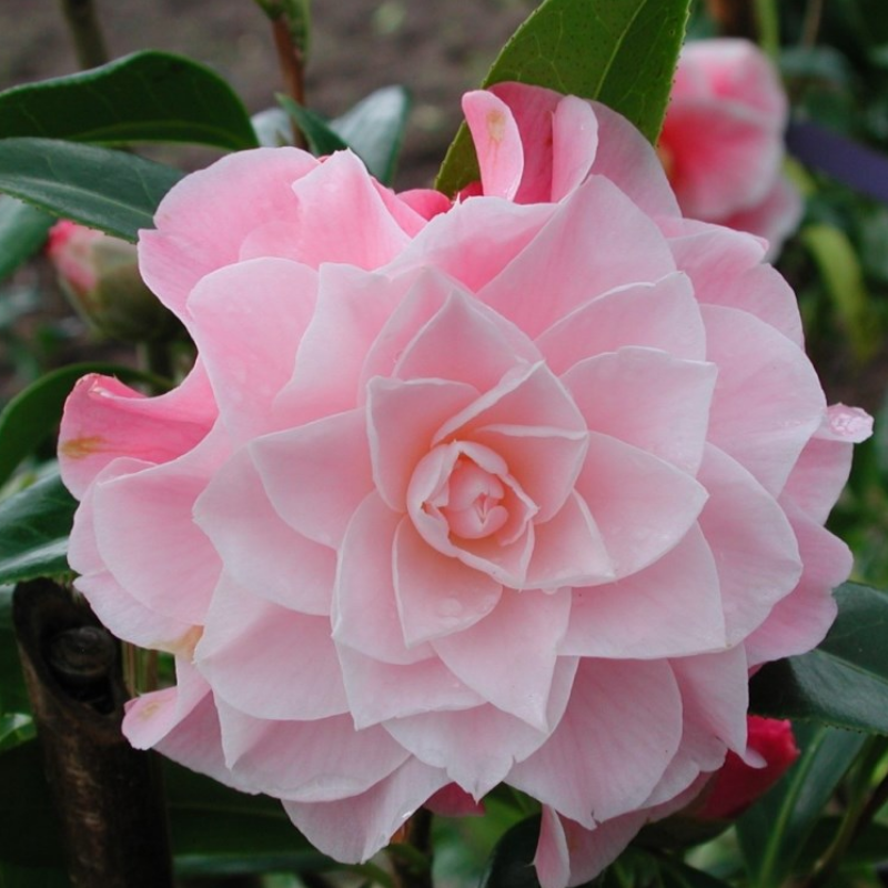 Camellia x williamsii hybrid Buttons and Bows – The Heritage Nursery