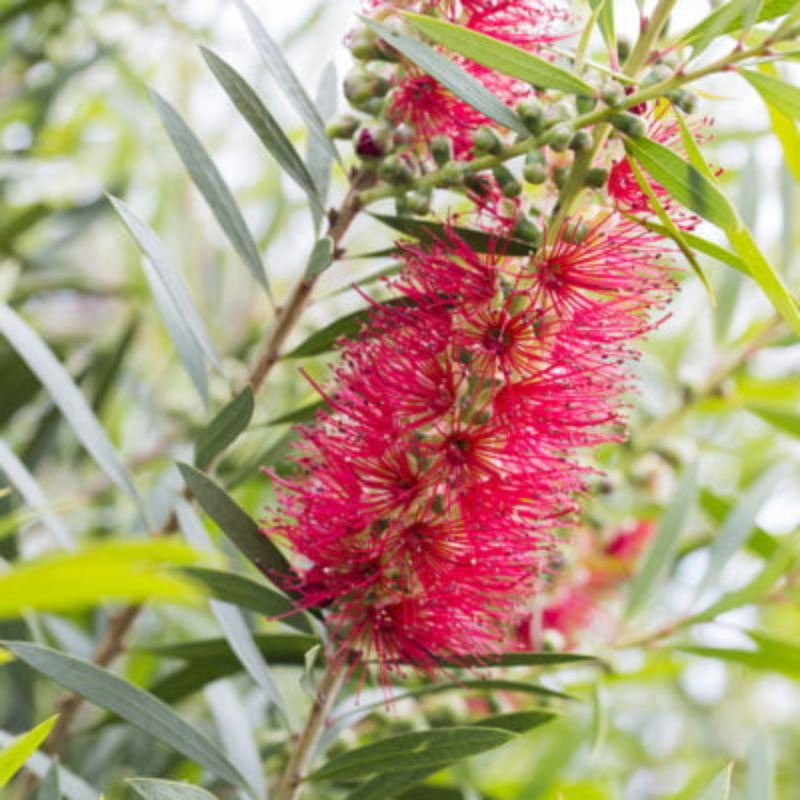 Callistemon Packers Selection – The Heritage Nursery