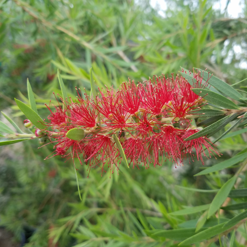 Callistemon viminalis Slim – The Heritage Nursery