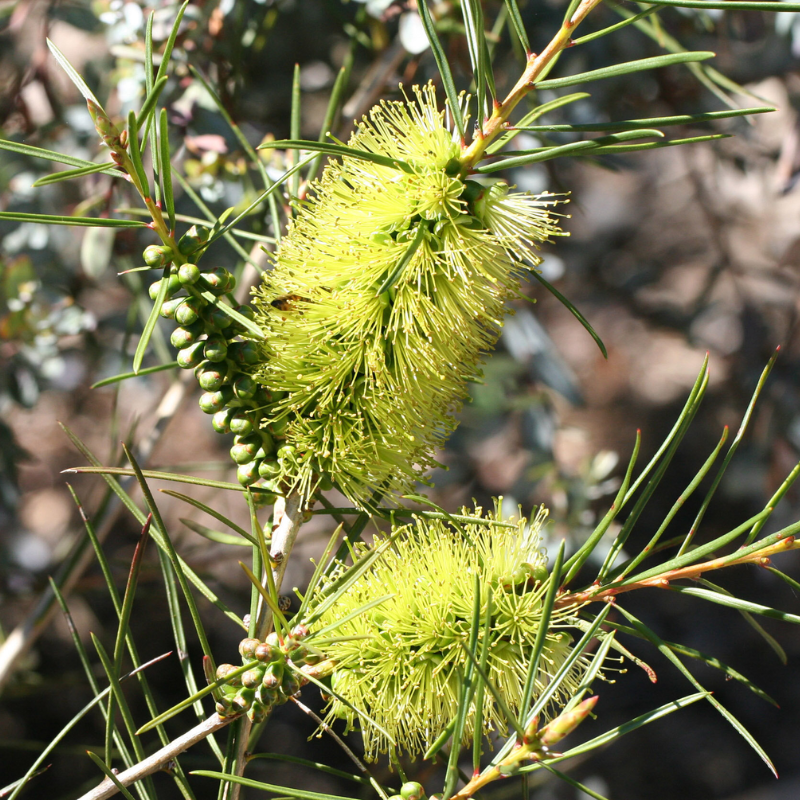 Callistemon pinifolius Green Dwarf – The Heritage Nursery