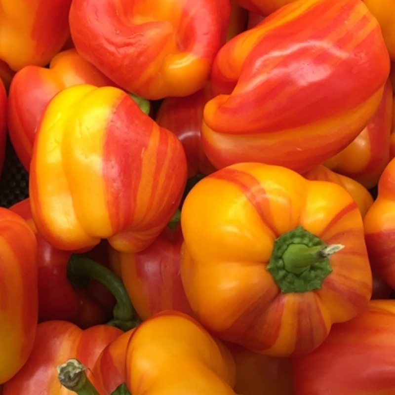 Capsicum Candy Stripe – The Heritage Nursery