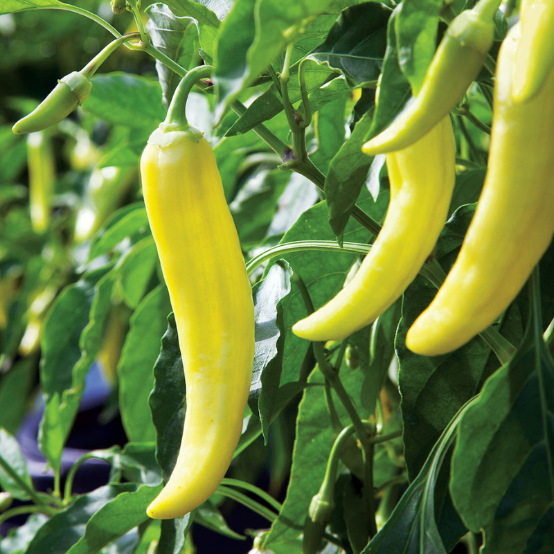 Capsicum Long Sweet Yellow – The Heritage Nursery