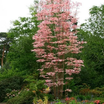 Cedrela (Toona) sinensis - Chinese Cedar – The Heritage Nursery