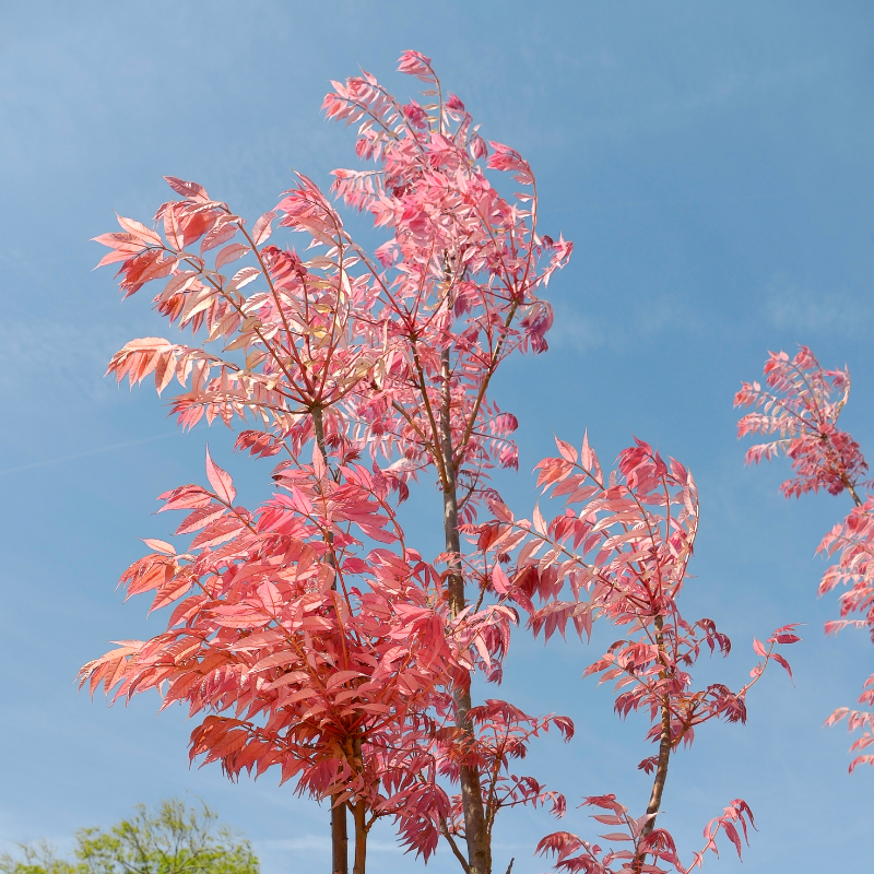 Cedrela (Toona) sinensis - Chinese Cedar – The Heritage Nursery