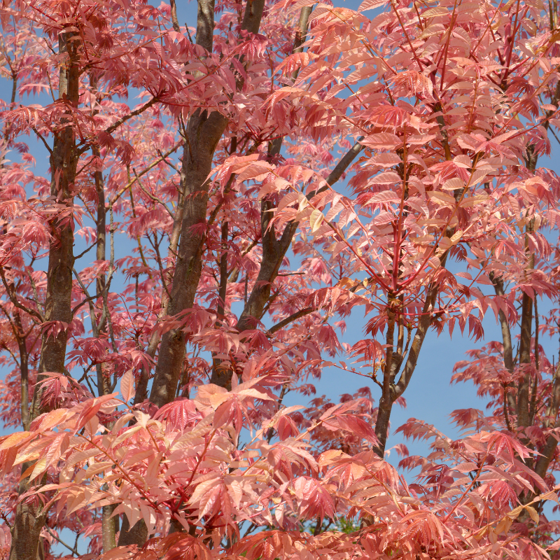 Cedrela (Toona) sinensis - Chinese Cedar – The Heritage Nursery