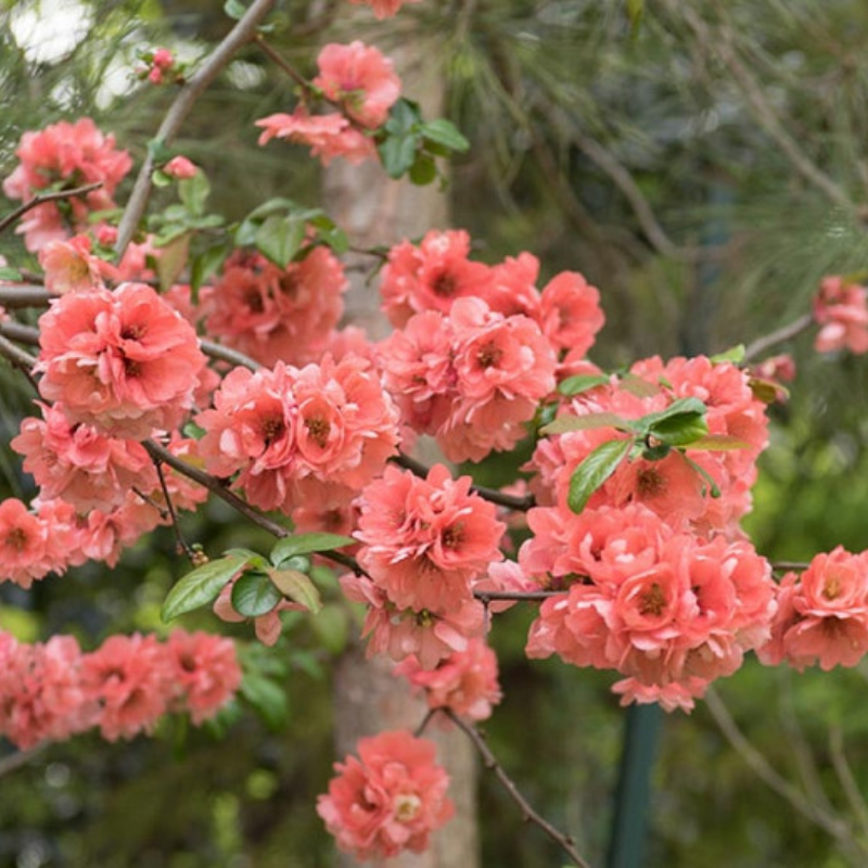 Chaenomeles (Flowering quince/Japonica) – The Heritage Nursery