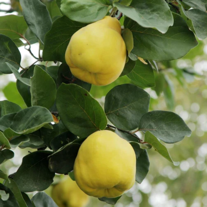 Quince – The Heritage Nursery