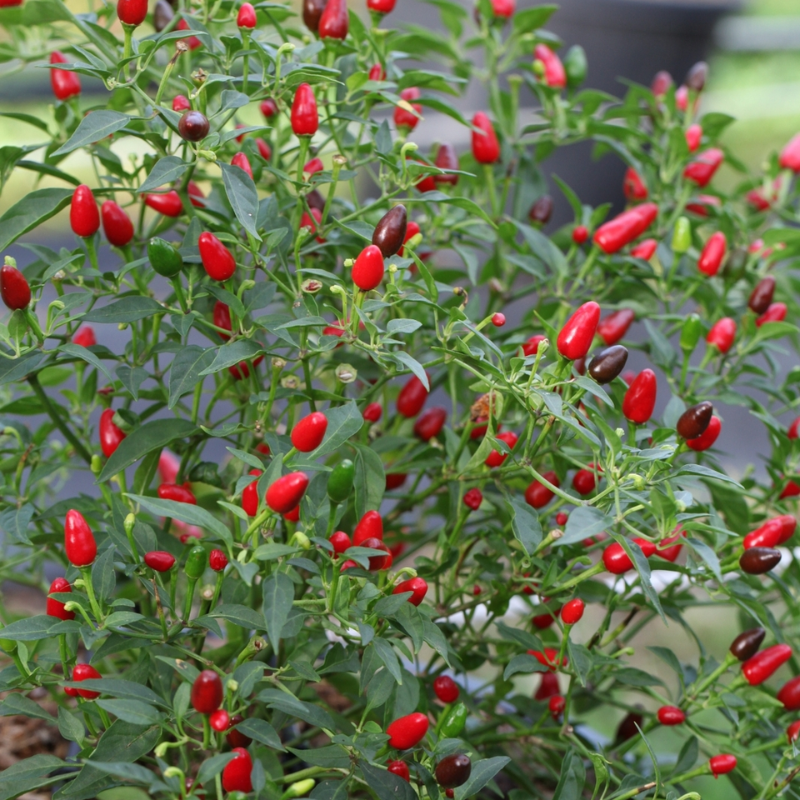 Chilli Zimbabwe Bird – The Heritage Nursery