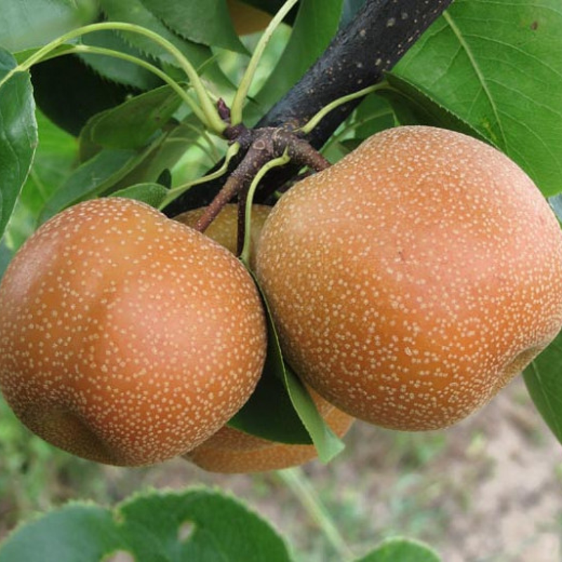 Pear Chojuro – The Heritage Nursery