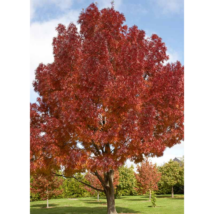 Fraxinus raywoodii Claret Ash – The Heritage Nursery