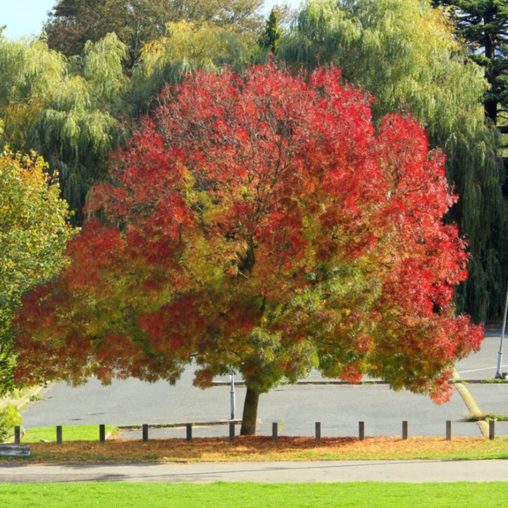 Fraxinus raywoodii Claret Ash – The Heritage Nursery