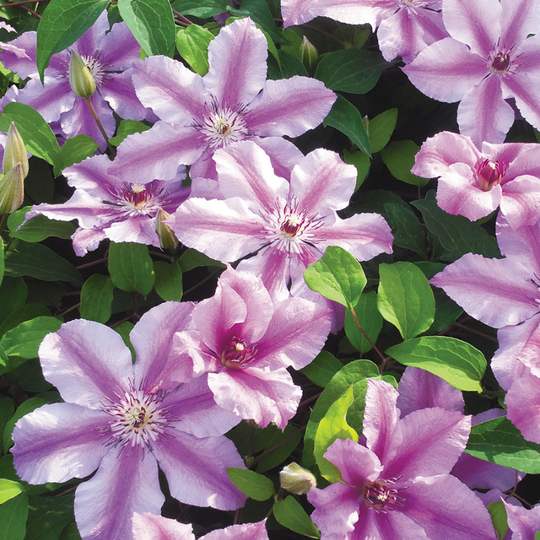 Clematis jackmanii Ooh La La – The Heritage Nursery