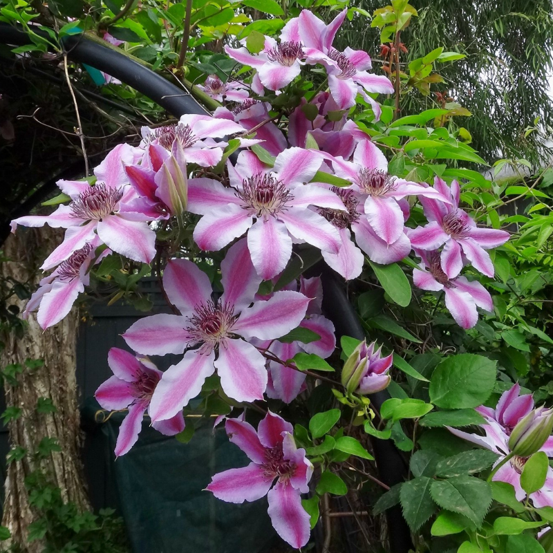 Clematis jackmanii Ruby Glow – The Heritage Nursery