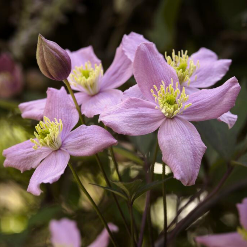 Clematis montana Rubens – The Heritage Nursery