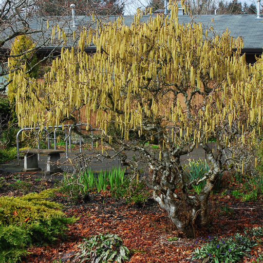 Contorted/Corkscrew Hazelnut (Corylus avellana ‘Contorta’) – The ...