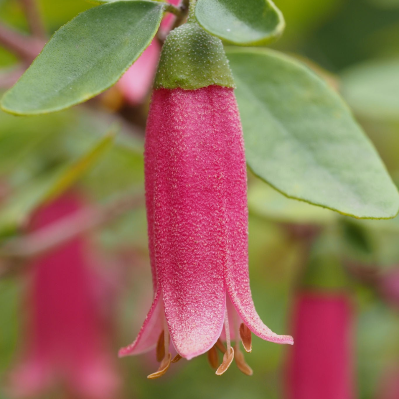 Correa Dusky Bells – The Heritage Nursery
