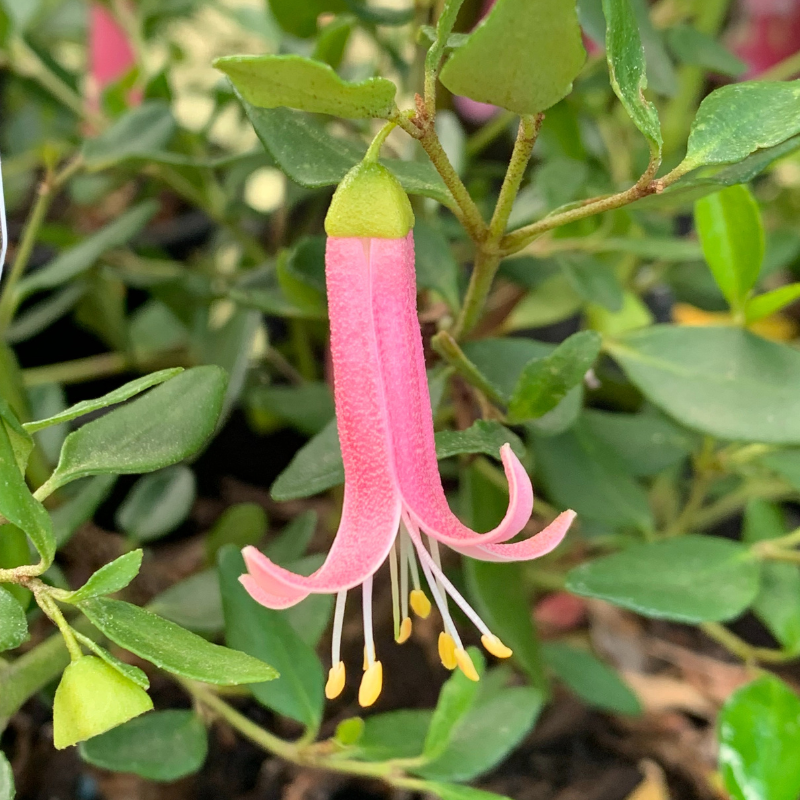 Correa glabra Pink Linx – The Heritage Nursery