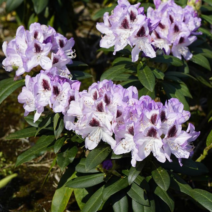 Rhododendron Countess Of Normington – The Heritage Nursery