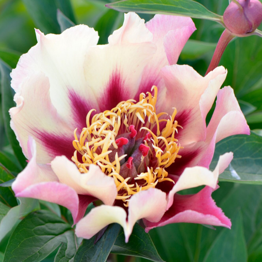Peony Itoh Court Jester The Heritage Nursery