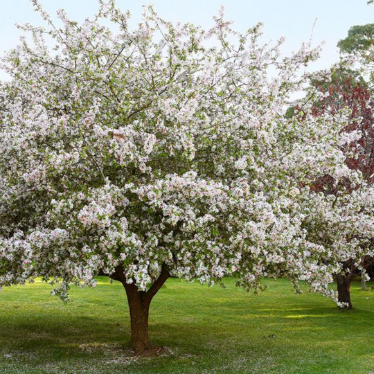 Malus Gorgeous Flowering Crab Apple The Heritage Nursery