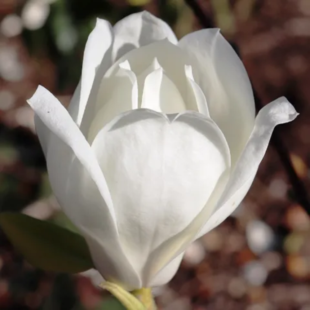 Magnolia denudata Yulan Magnolia – The Heritage Nursery