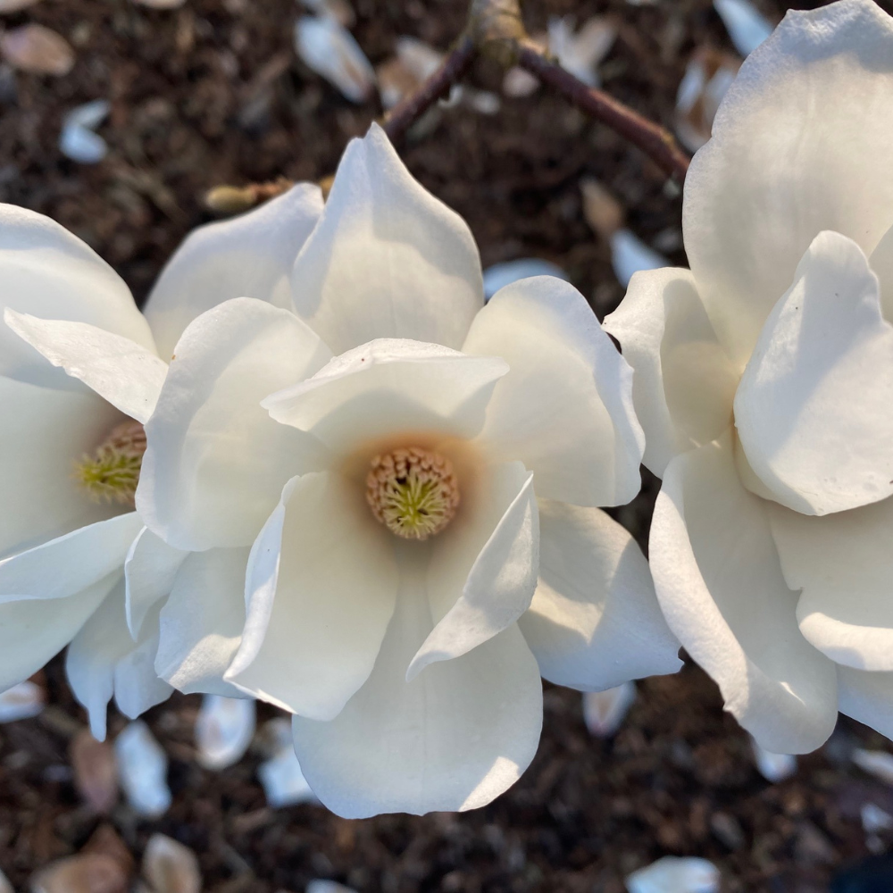 Magnolia denudata Yulan Magnolia – The Heritage Nursery