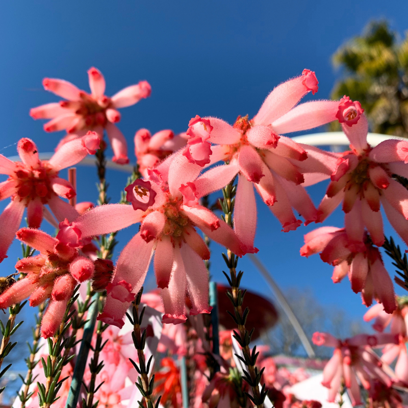 Erica Cerinthoides Pink 14cm – The Heritage Nursery