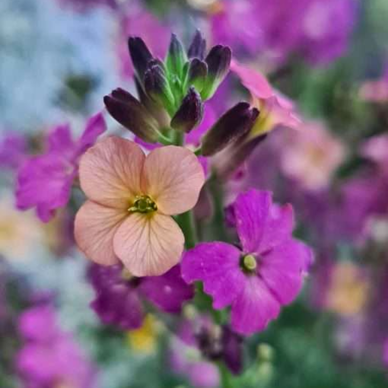 Erysimum/Wallflower – The Heritage Nursery