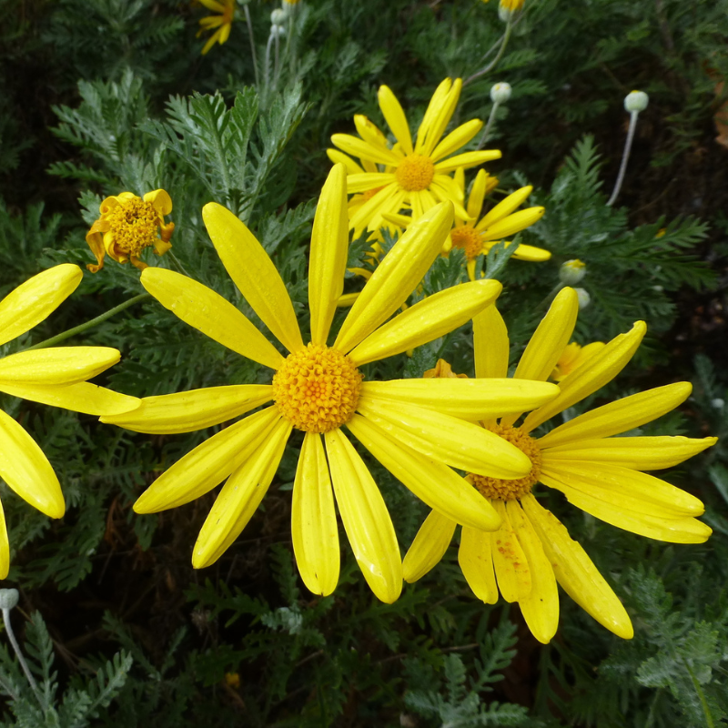 Euryops – The Heritage Nursery