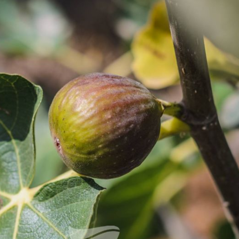 Fig Preston Prolific – The Heritage Nursery