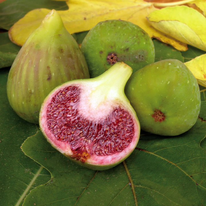 Fig White Adriatic – The Heritage Nursery