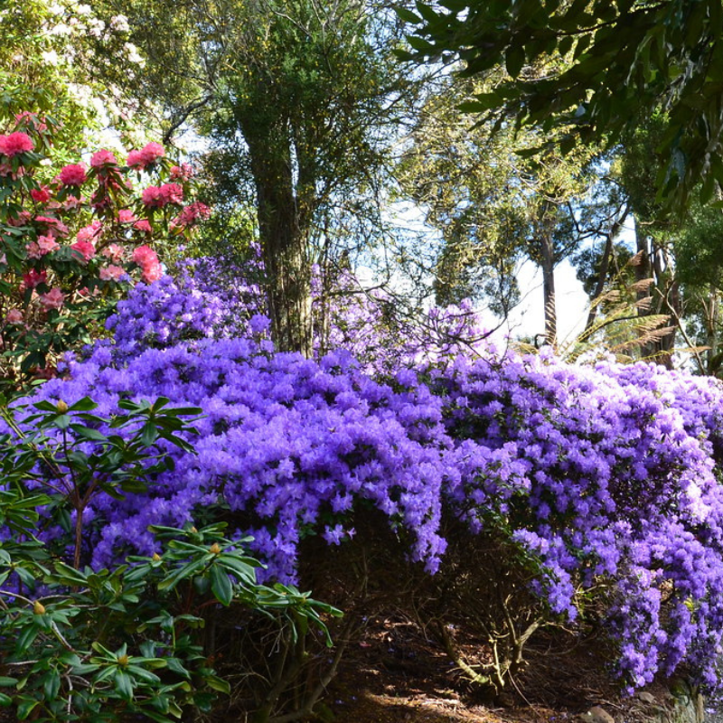 Rhododendron Florence Mann – The Heritage Nursery