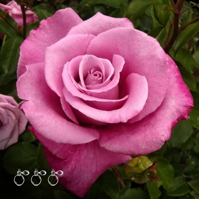 Fragrant Plum – The Heritage Nursery