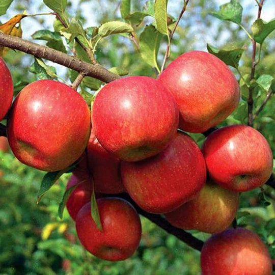 Apple Red Fuji Dwarf – The Heritage Nursery
