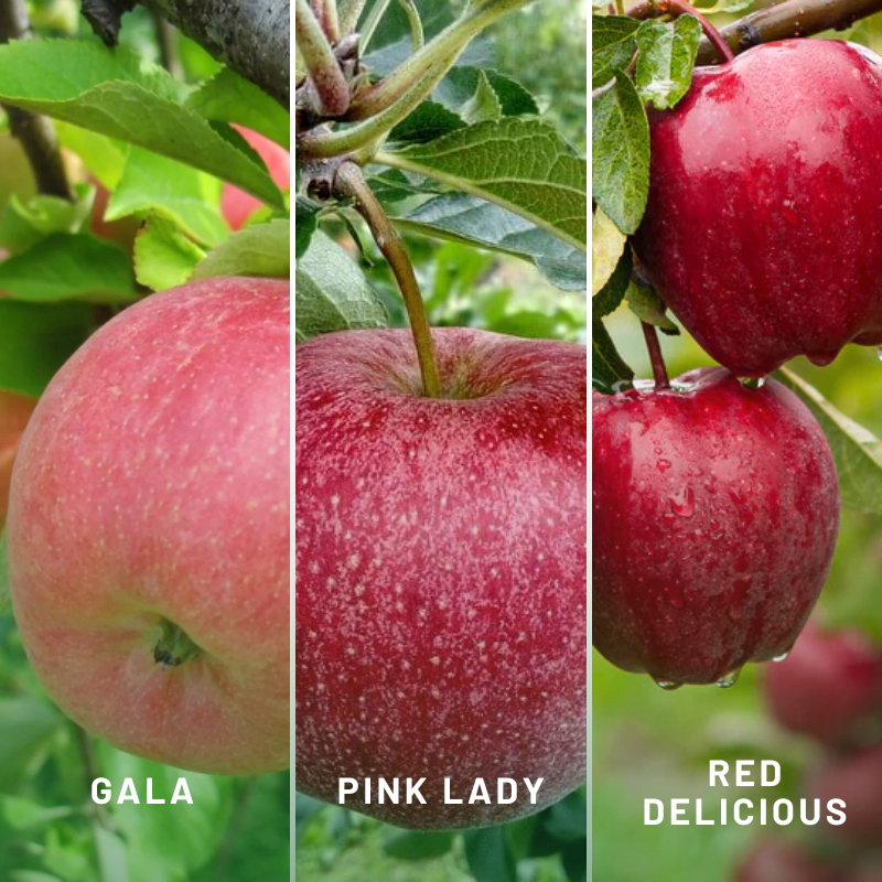 Apple 3-Way Gala/Pink Lady/Red Delicious – The Heritage Nursery