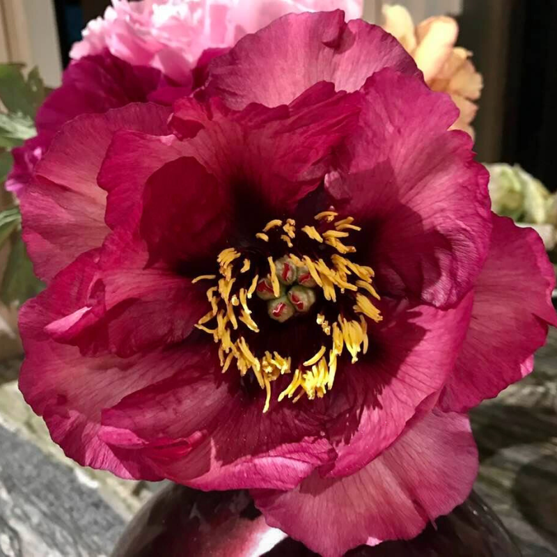 Peony Tree Gauguin – The Heritage Nursery