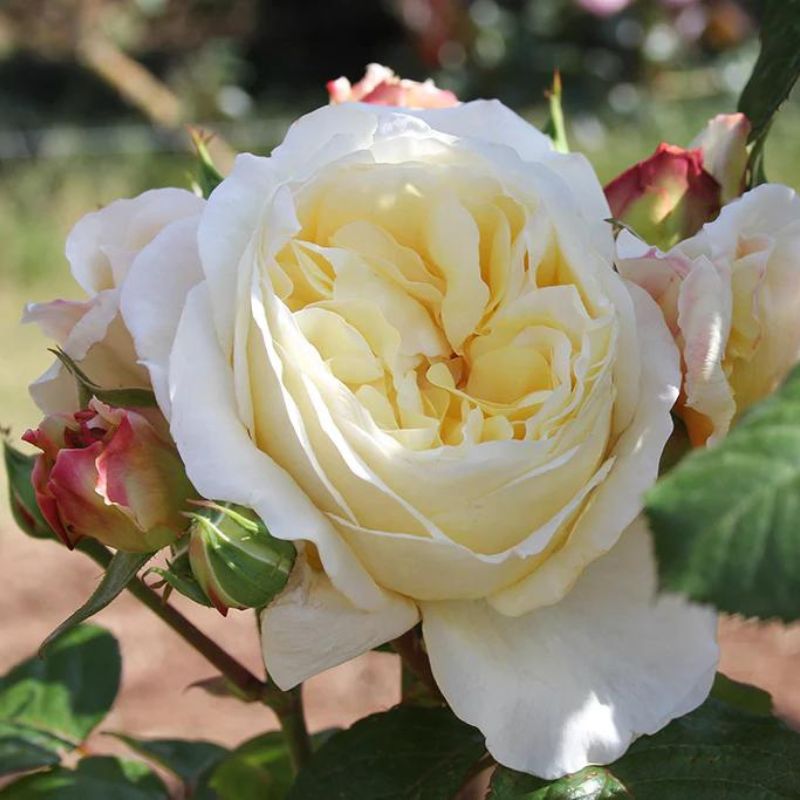 Gold Pierre de Ronsard Clg – The Heritage Nursery