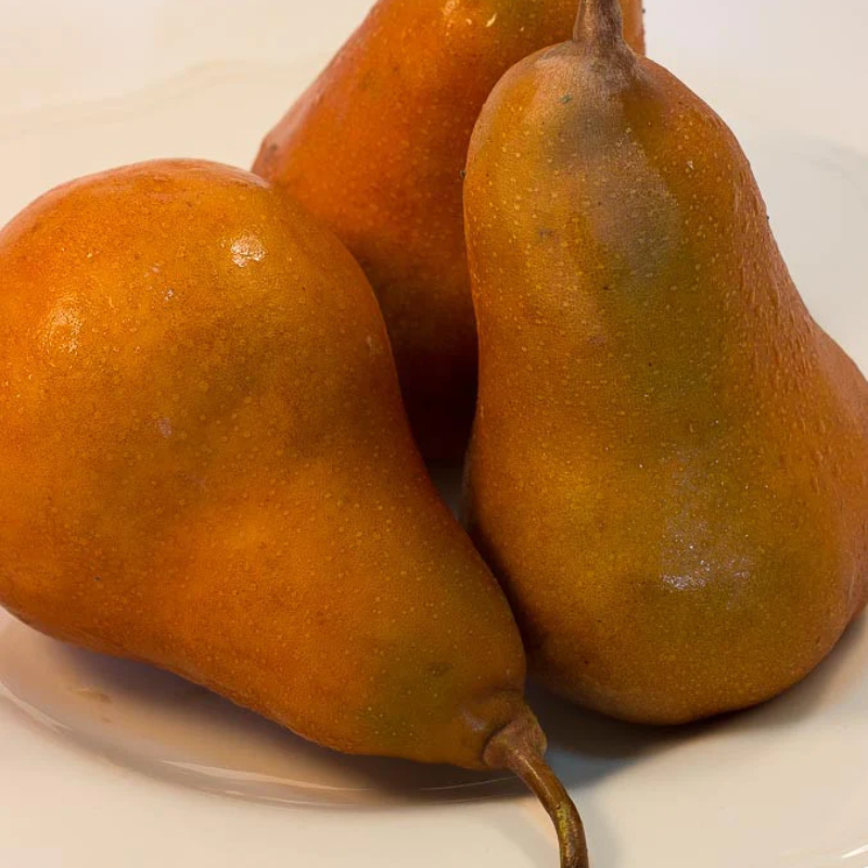 Pear Gold Rush Dwarf NEW 2023 – The Heritage Nursery