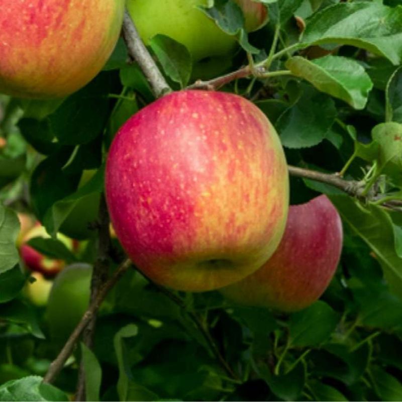 Apple Gravenstein – The Heritage Nursery