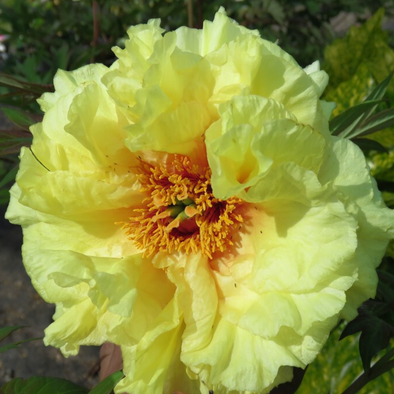 Peony Tree Harvest The Heritage Nursery